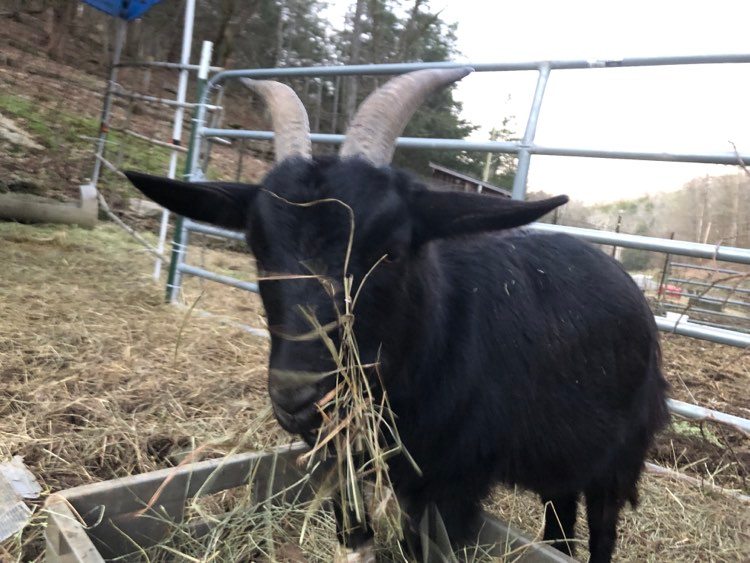 Goat Stress in Your Life? - Goat Journal